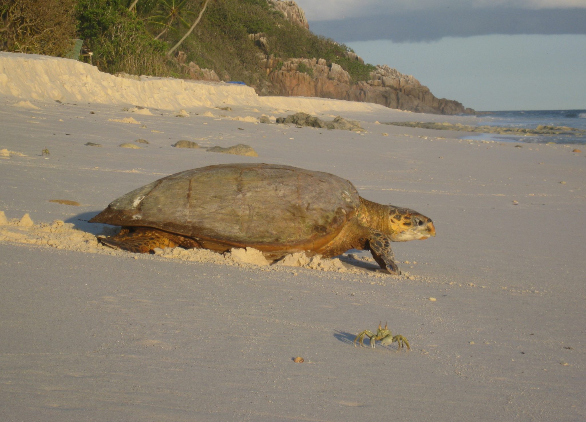 Celebrate World Turtle Day with Sally Mills